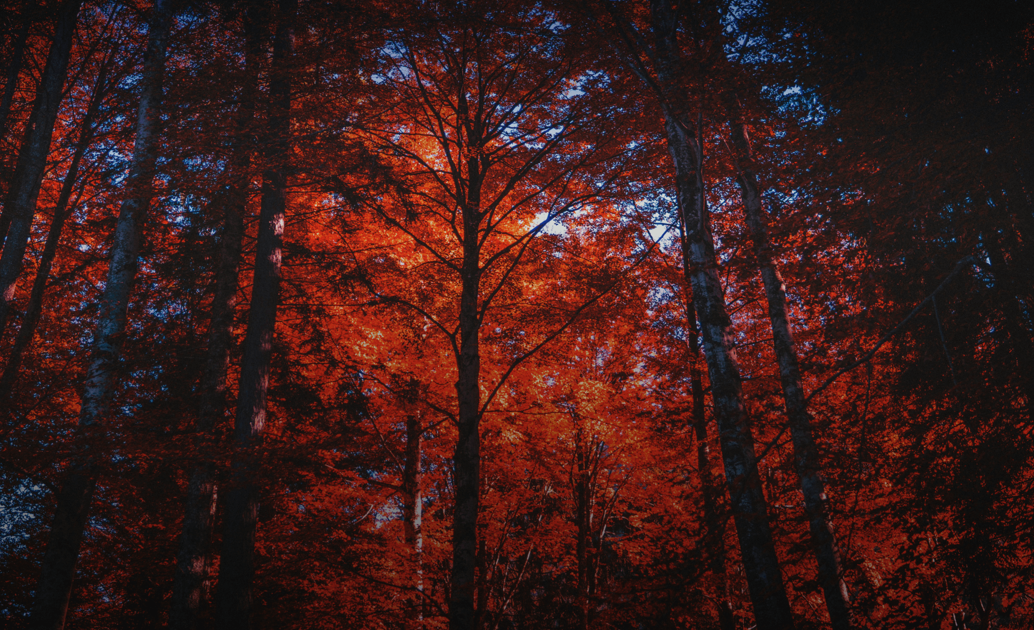 Premium Corporate Gifting Solutions | For Employees and Clients – Loopify